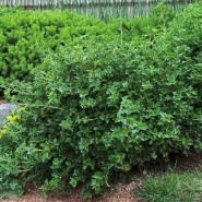 Trees & Shrubs | High Mountain Nursery